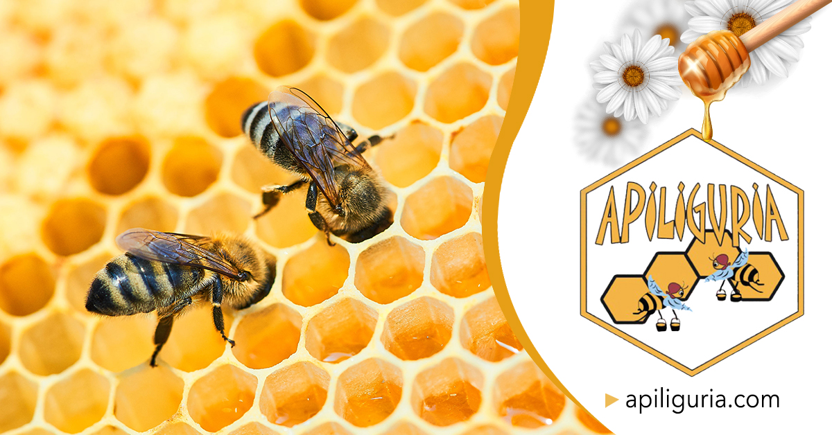 APILIGURIA - Associazione Apicoltori Liguria